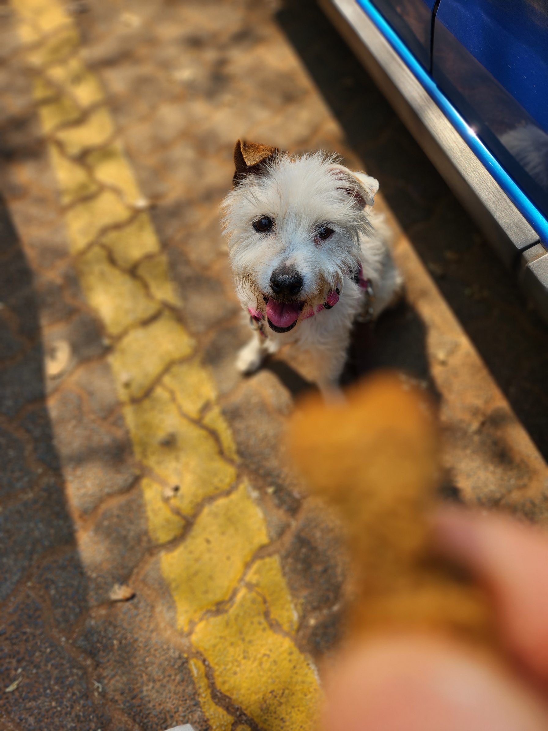 Melville Veterinary Clinic – Melville Veterinary Clinic offers ...